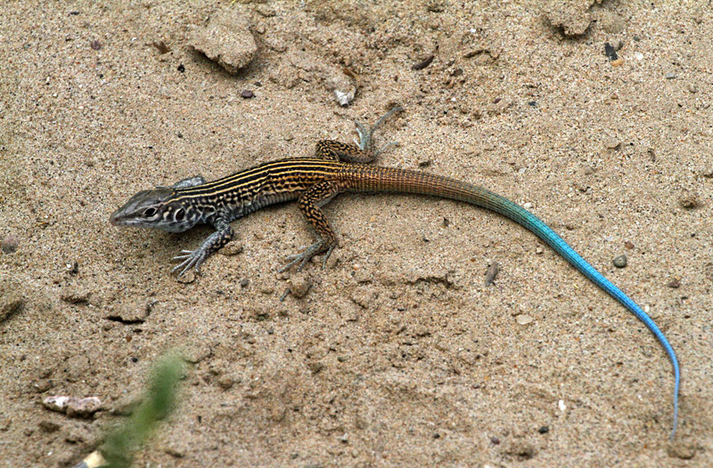 Western Whiptail from Utah: Emery County, Green River at the Green ...