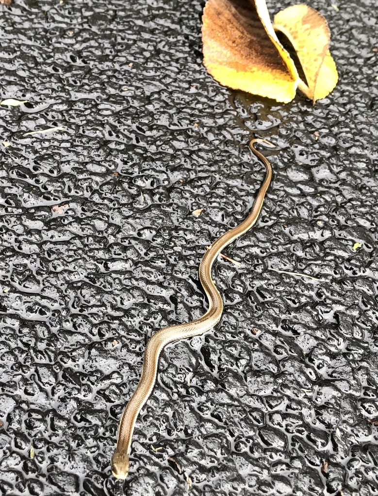 Queensnake from I H Rail Trail, Indian Head, MD, US on September 22 ...