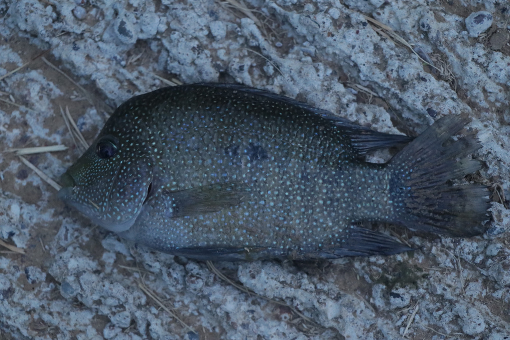 Texas Cichlid from Del Mar, Laredo, TX, US on September 21, 2021 at 07: ...