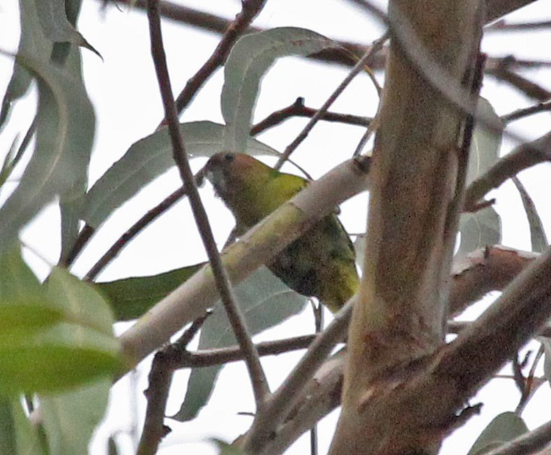 Buff-faced Pygmy-Parrot (Micropsitta pusio) - Avian Discovery