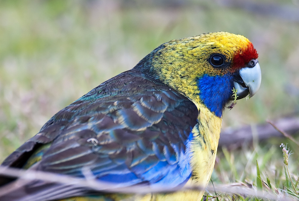 Green Rosella (Platycercus caledonicus) - Avian Discovery