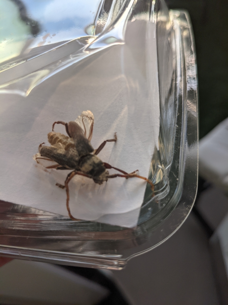Longhorn Beetles from Los Angeles, CA 90094, USA on July 29, 2021 at 07 ...