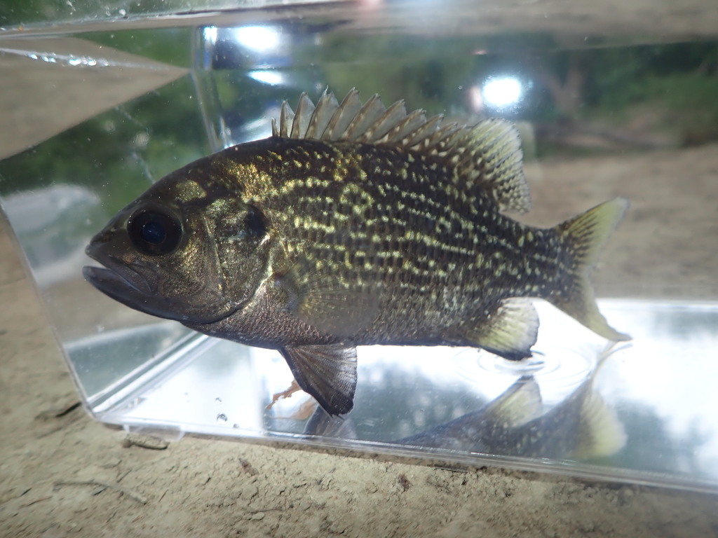 Rock Bass (Fish of North Park) · iNaturalist