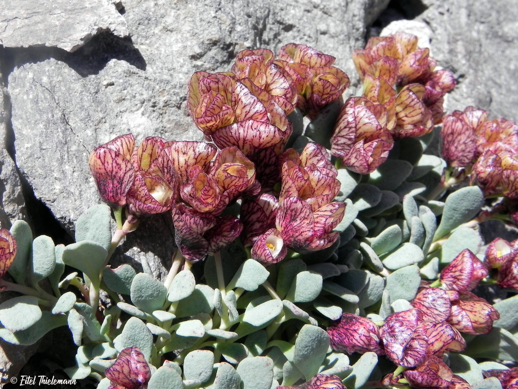 Cistanthe frigida from Farellones, Lo Barnechea, Región Metropolitana ...