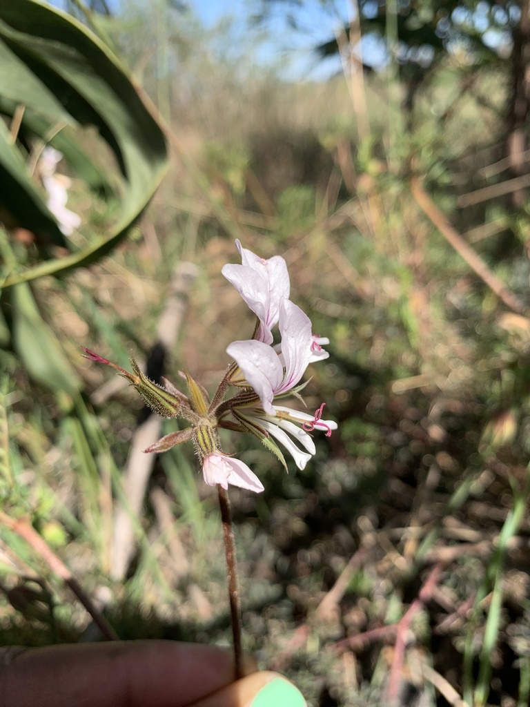 Corianderleaf Storksbill from Papekuil Outspan, Atlantis, WC, ZA on ...