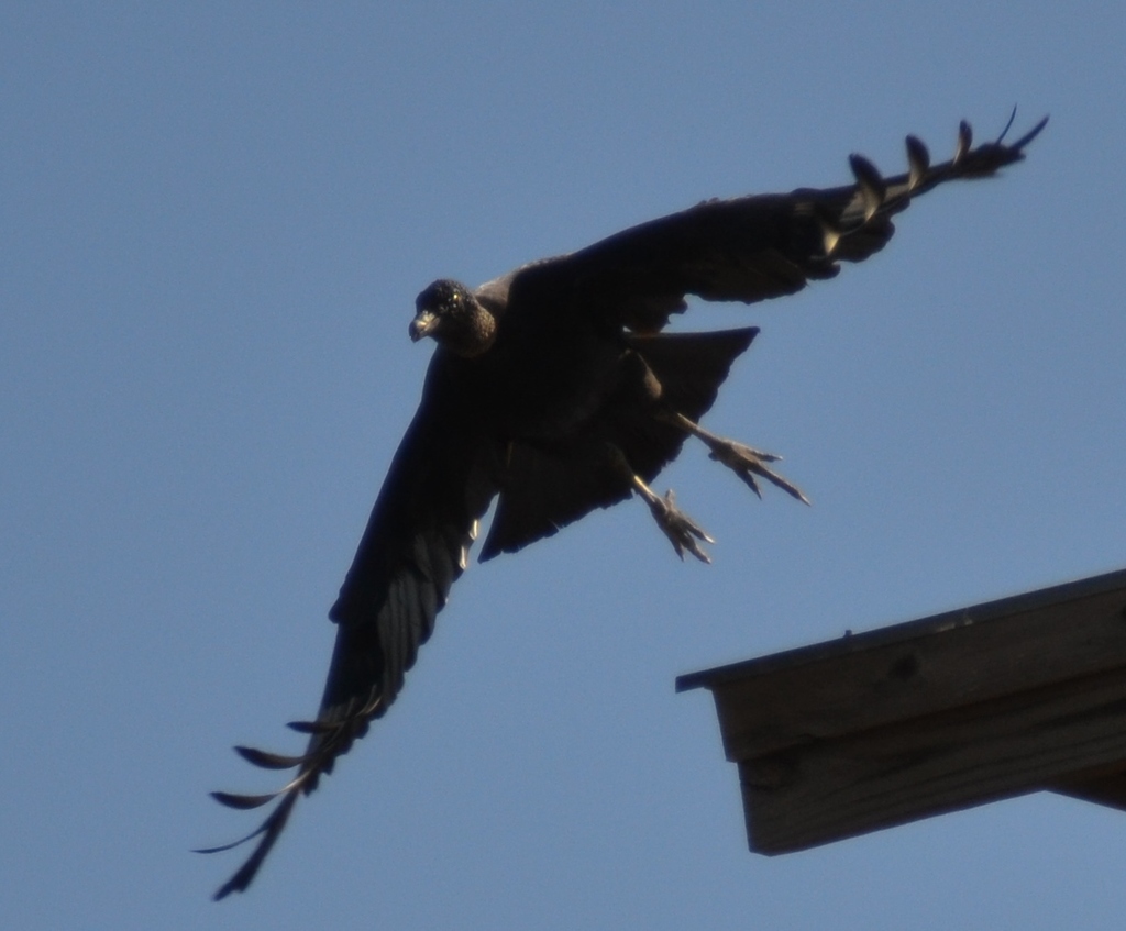 Black Vulture on February 10, 2015 by Nicholas Cowey · iNaturalist