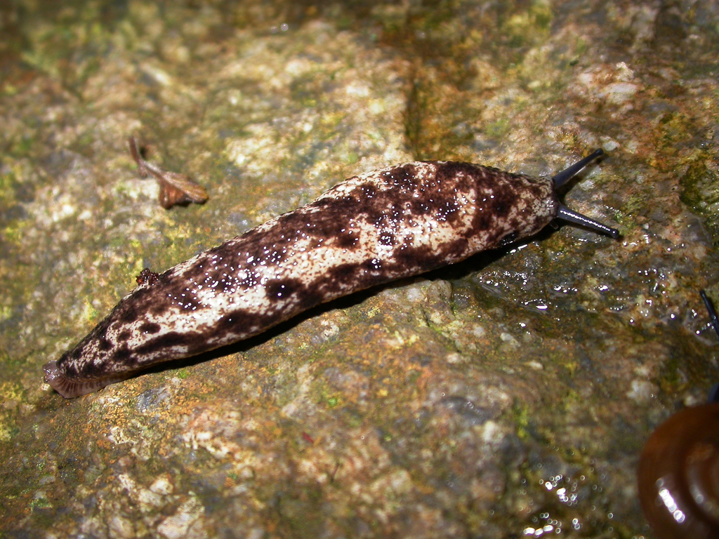 Philomycus (TVA, Melton Hill Wild Area Organisms) · iNaturalist