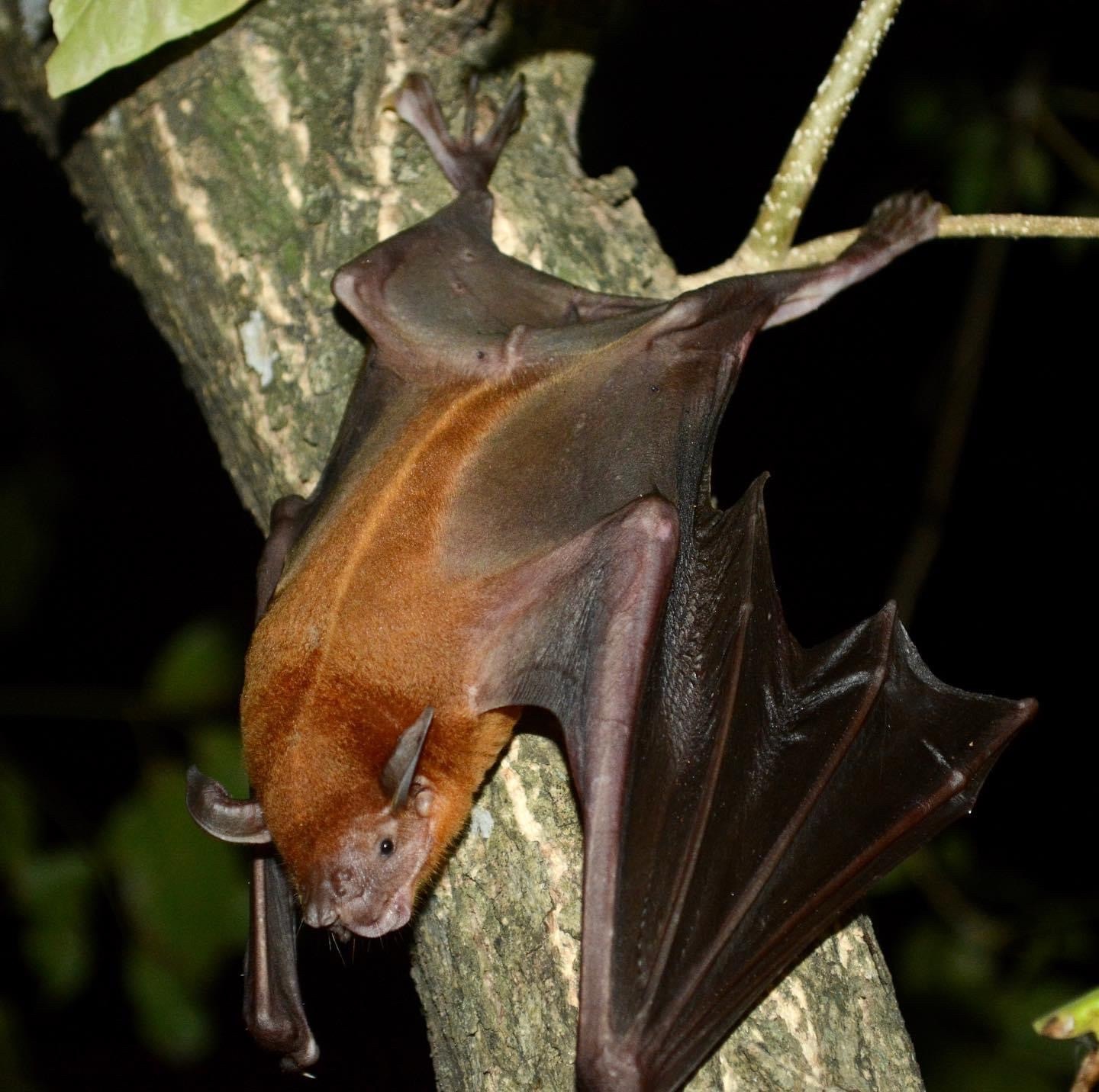 Noctilio leporinus (Linnaeus, 1758)