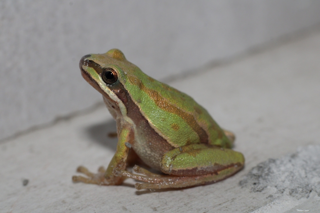Mountain Tree Frog from Cofradía de La luz on September 20, 2021 at 09: ...
