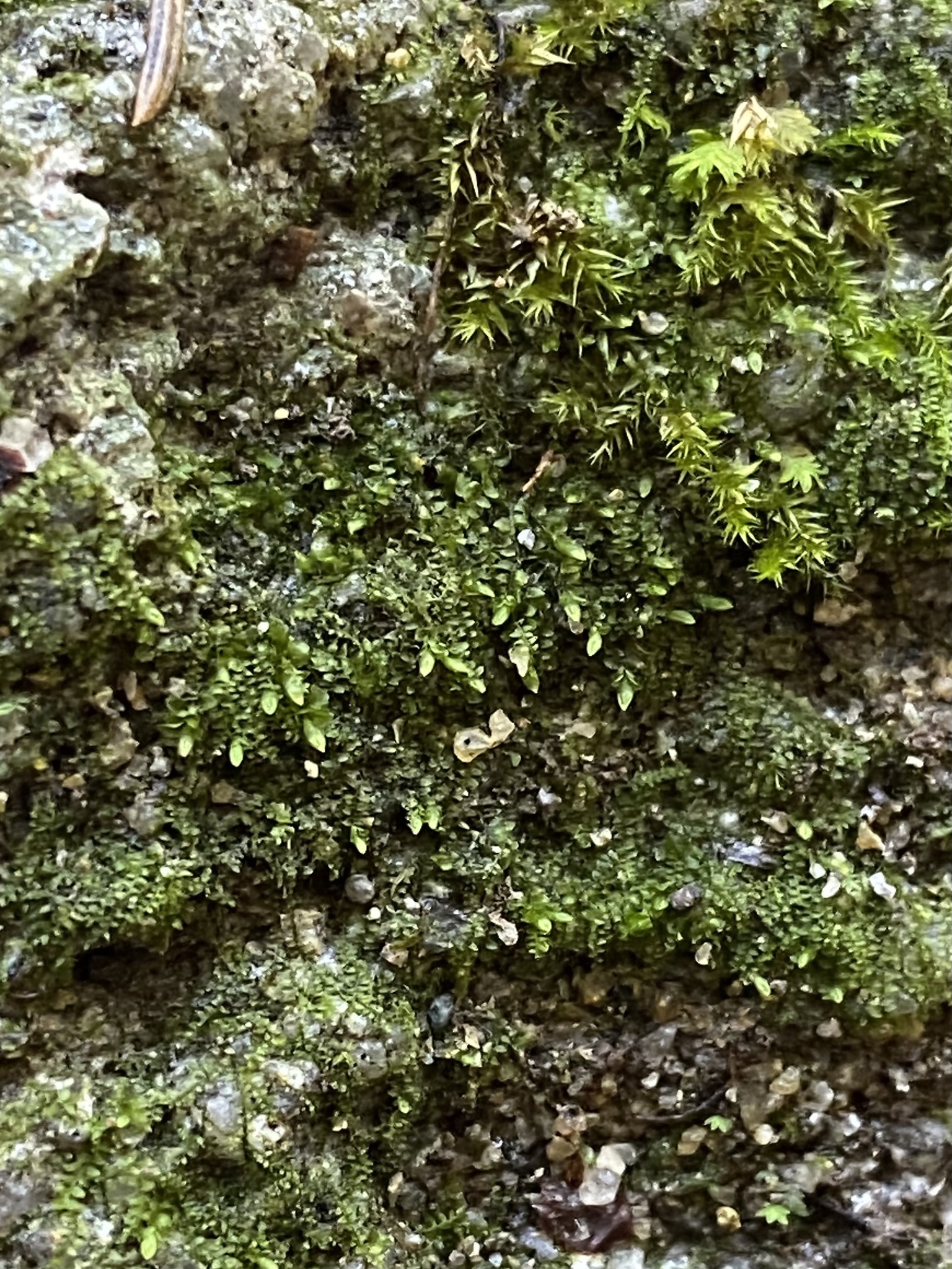 Jungermannia pumila With.