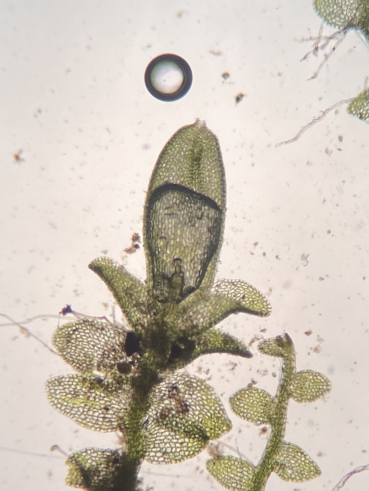 Jungermannia pumila With.