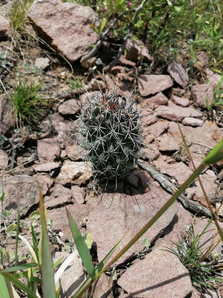 Coryphantha clavata clavata from San Luis Potosí, S.L.P., México on ...
