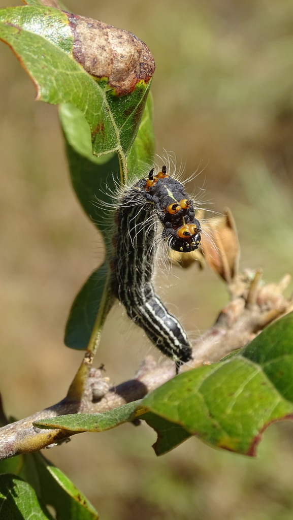 Angus' Datana Moth in September 2021 by Samantha Heller · iNaturalist