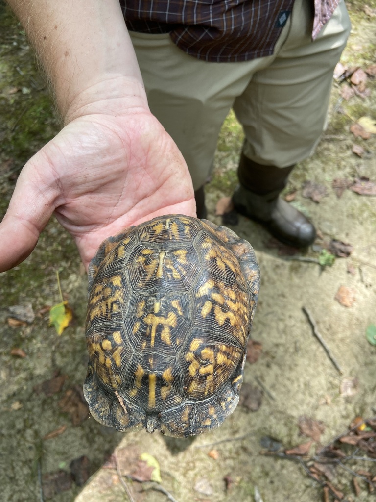 Eastern Box Turtle in September 2021 by jnapoli1 · iNaturalist