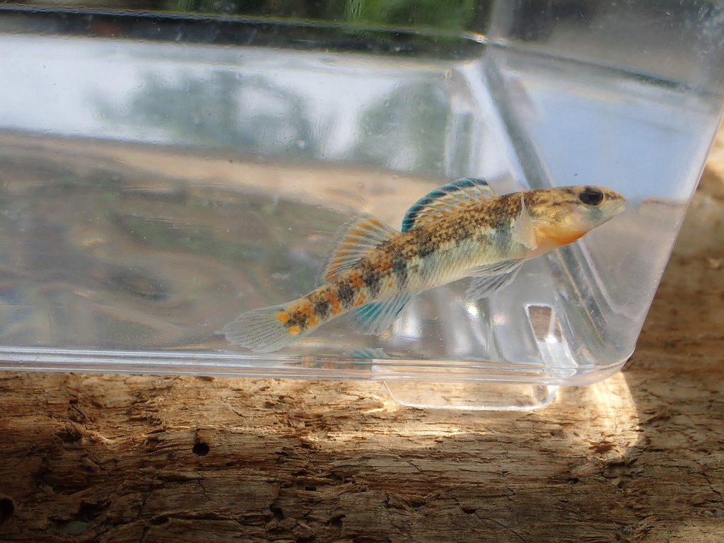 Headwater Darter in May 2021 by Daniel Folds · iNaturalist