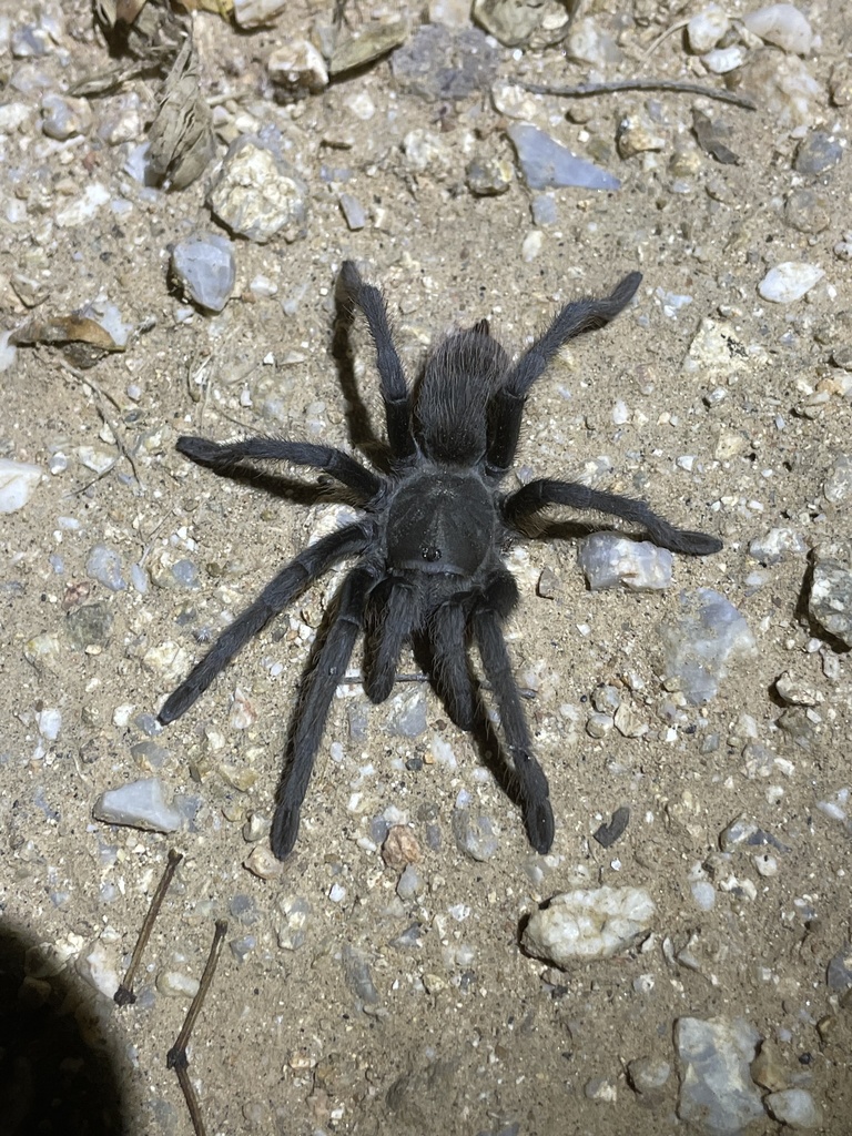 Tucson Bronze Tarantula from Saguaro National Park, Tucson, AZ, US on ...