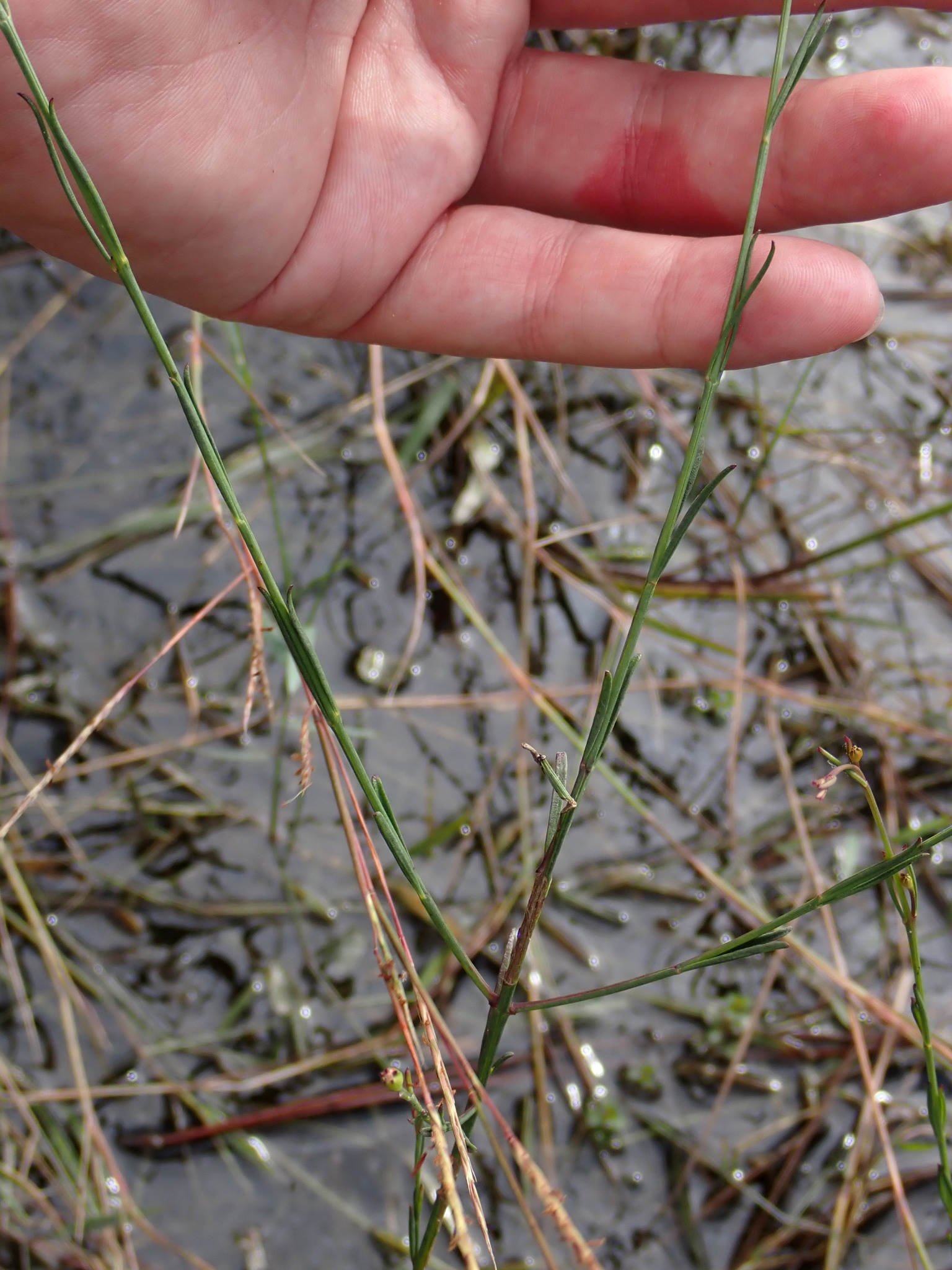 Agalinis linifolia (Nutt.) Britton