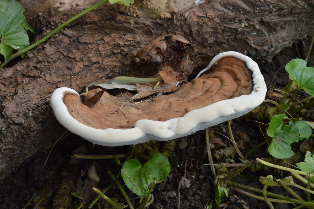 artist's bracket from Neighborhood Nine, Cambridge, MA, USA on ...