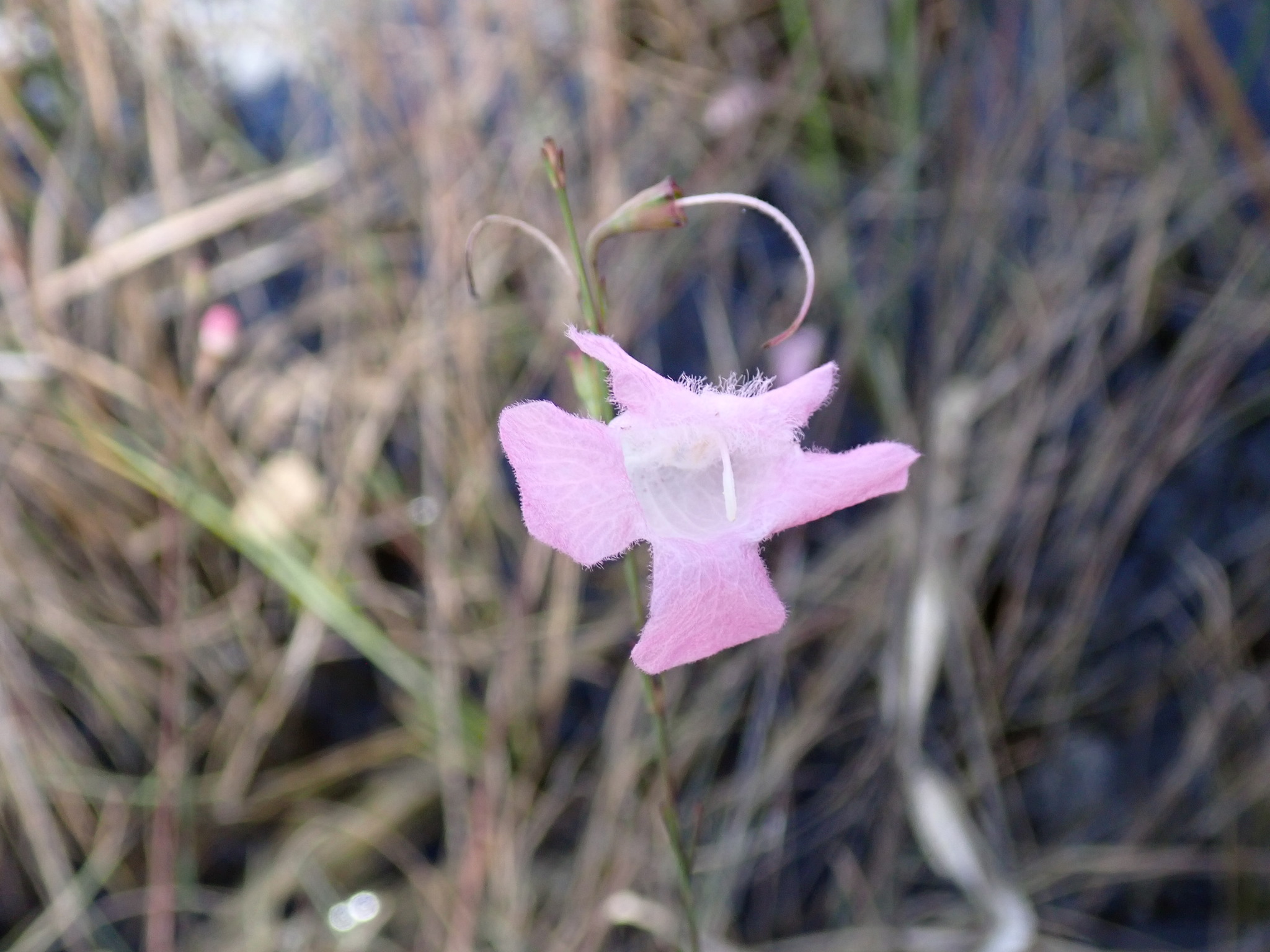 Agalinis linifolia (Nutt.) Britton