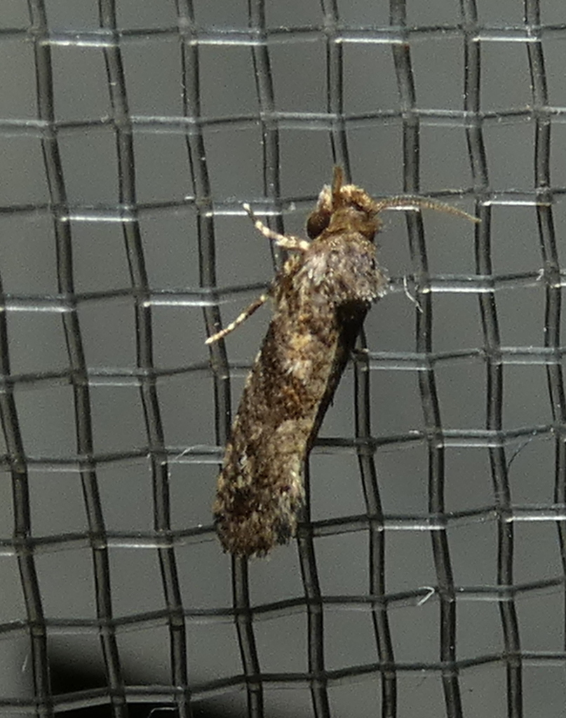 Grass Tubeworm Moths from Zona rural de Paudalho - Pernambuco on ...