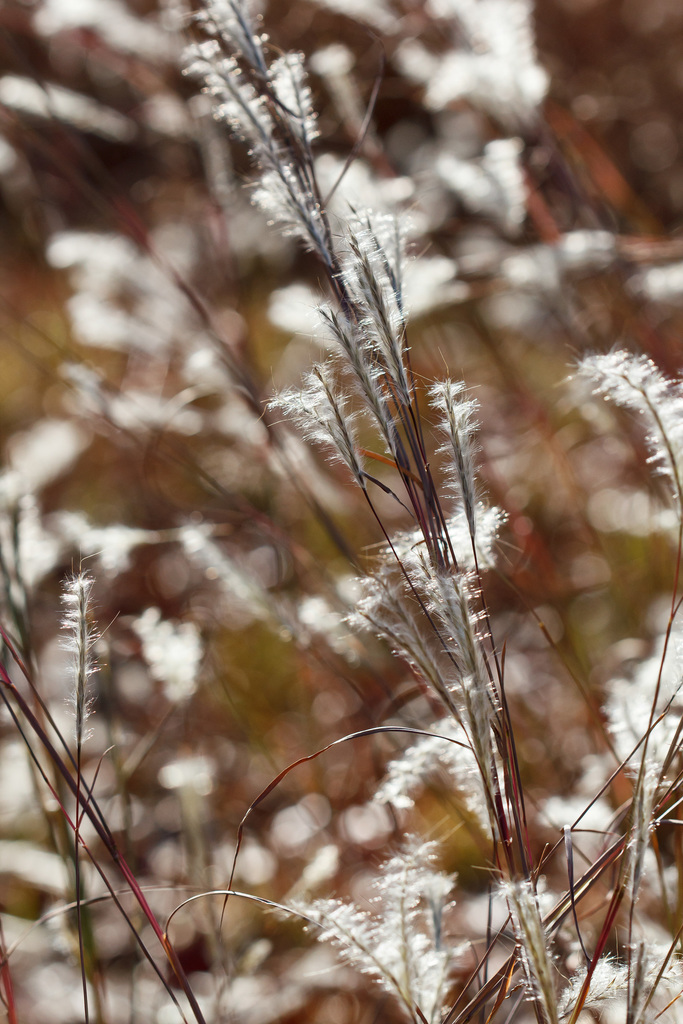 splitbeard bluestem (Nash Prairie Plants List) · iNaturalist