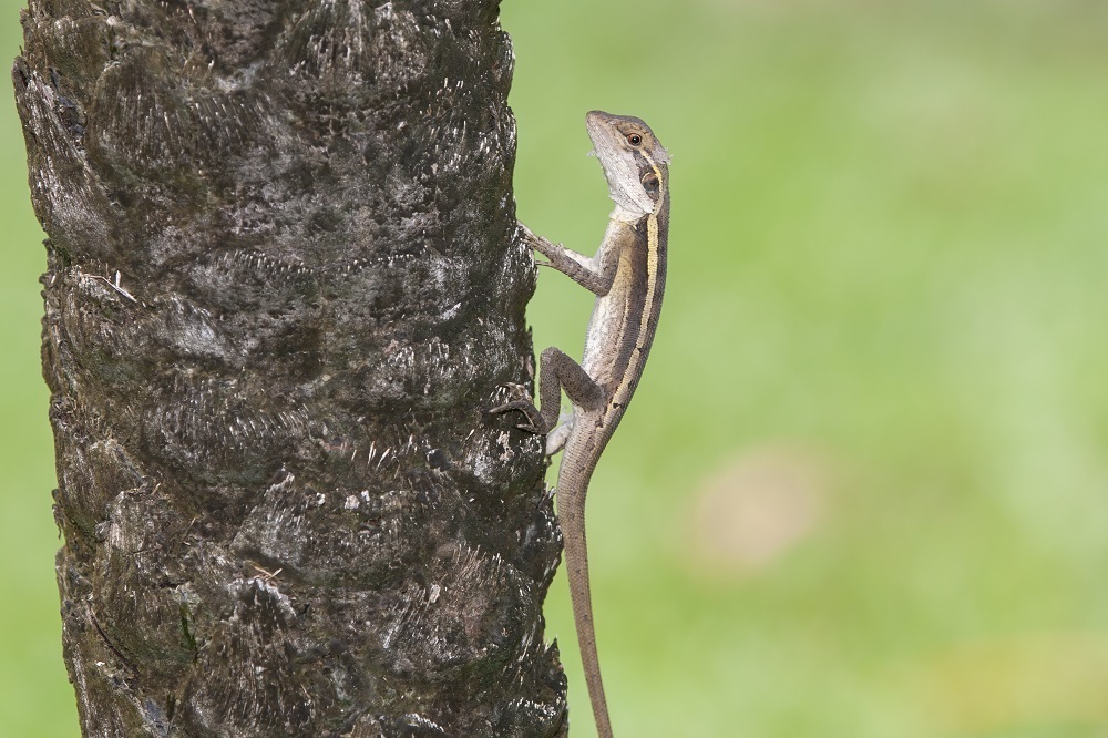 Gilbert's Dragon from Darwin Botanic Gardens, NT on February 4, 2011 at ...