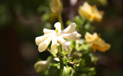 Common Gardenia (Subspecies Gardenia volkensii spatulifolia) · iNaturalist