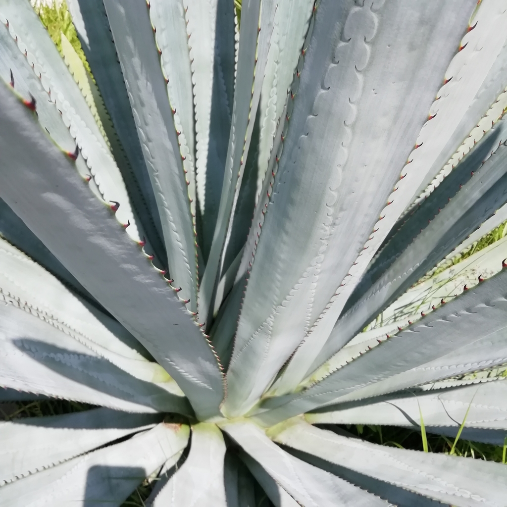 Tequila Agave (Agave tequilana) - Botanical Realm