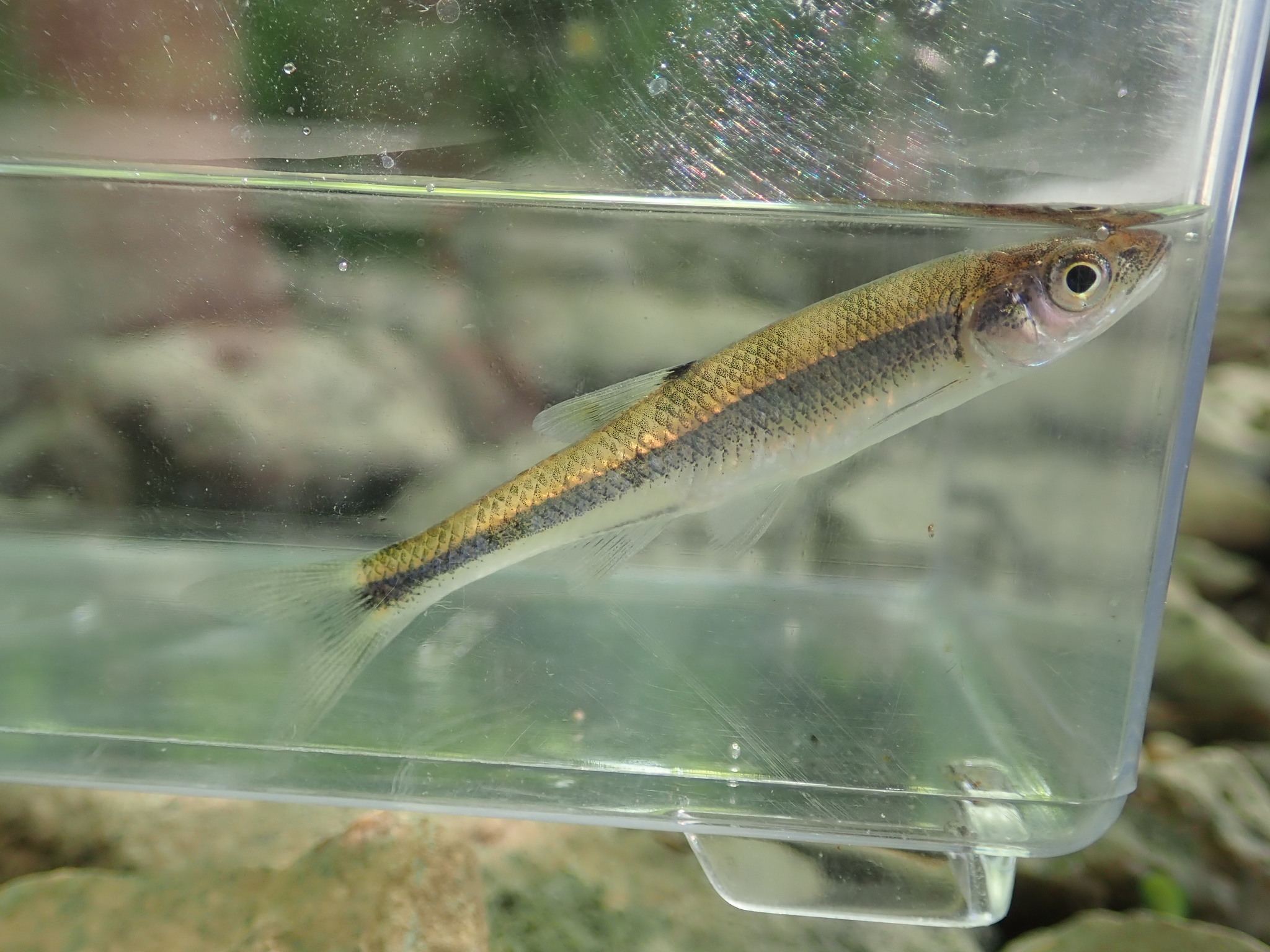 Lythrurus fasciolaris (Gilbert, 1891)