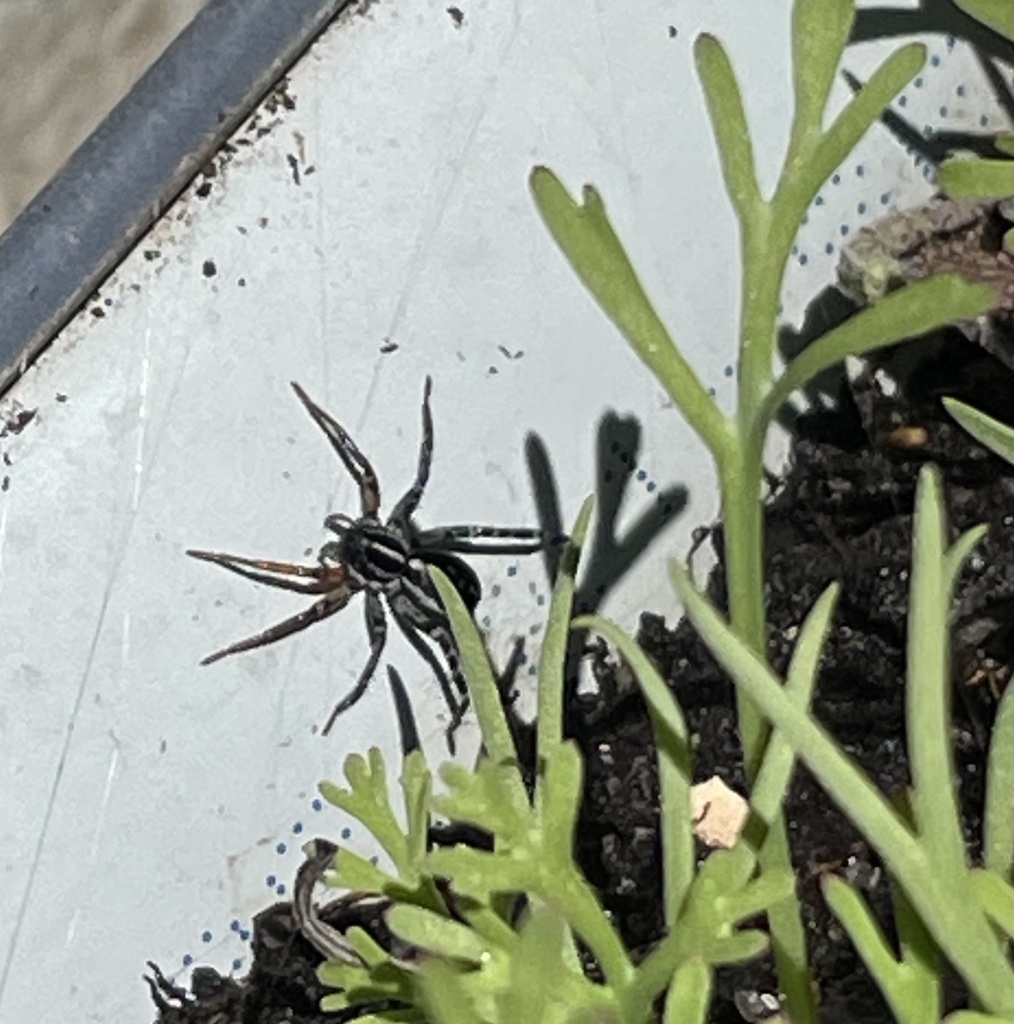 Spotted Ground Swift Spider from Frankston South, VIC, AU on September ...