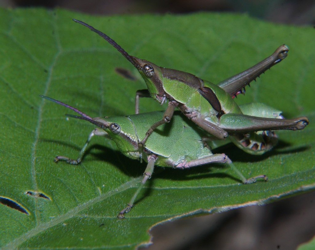 Grillo llamativo (Catálogo de especies de "El cañón de la Carbonera ...