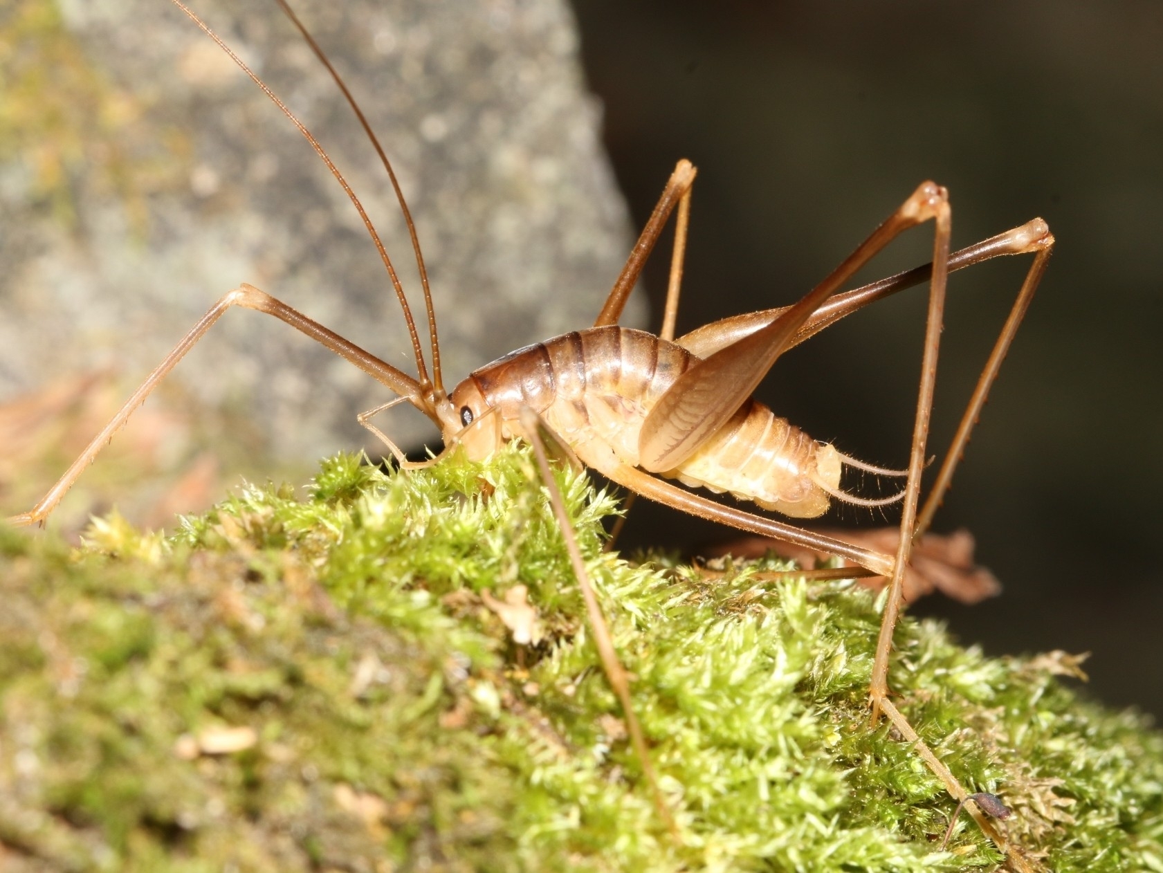 Dolichopoda linderii (Dufour, 1861)