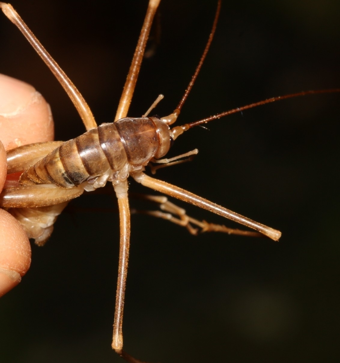 Dolichopoda linderii (Dufour, 1861)