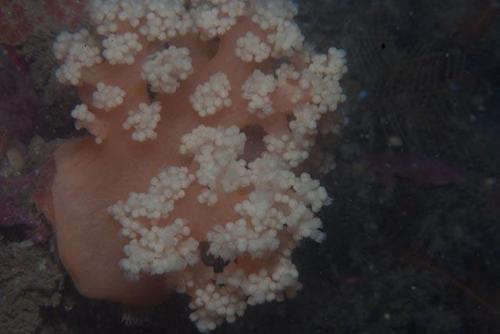 Pink Caulifower Soft Coral (Capnella susanae) · iNaturalist