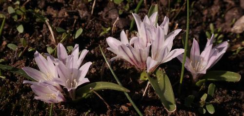 Long Polyxena (Lachenalia longituba) · iNaturalist
