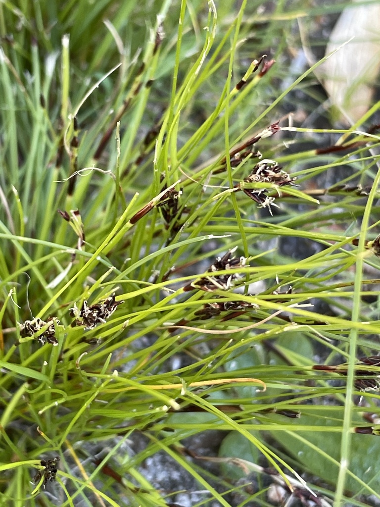 common bog-rush from Casuarina Drive, Frankston South, VIC, AU on ...
