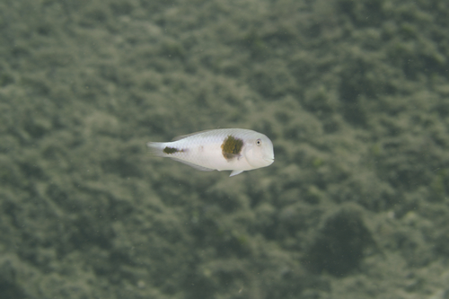 Bronzespot Razorfish (Iniistius celebicus) · iNaturalist