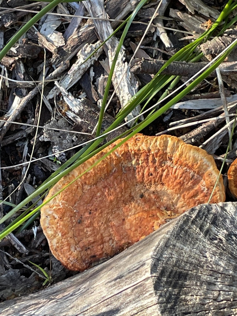Southern Cinnabar Polypore from Heritage Avenue, Frankston South, VIC ...