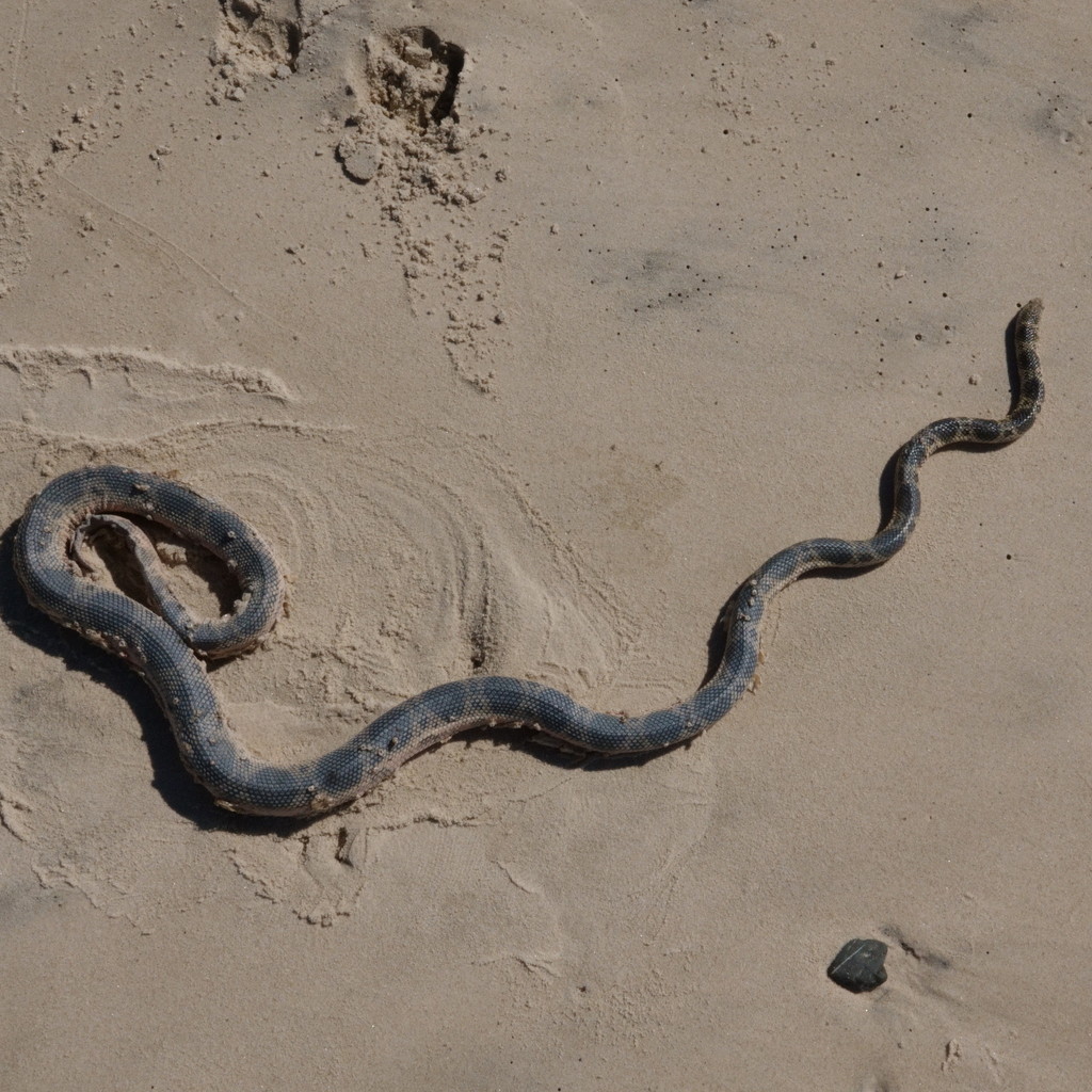 Elegant Sea Snake (Hydrophis elegans) - Snakes and Lizards