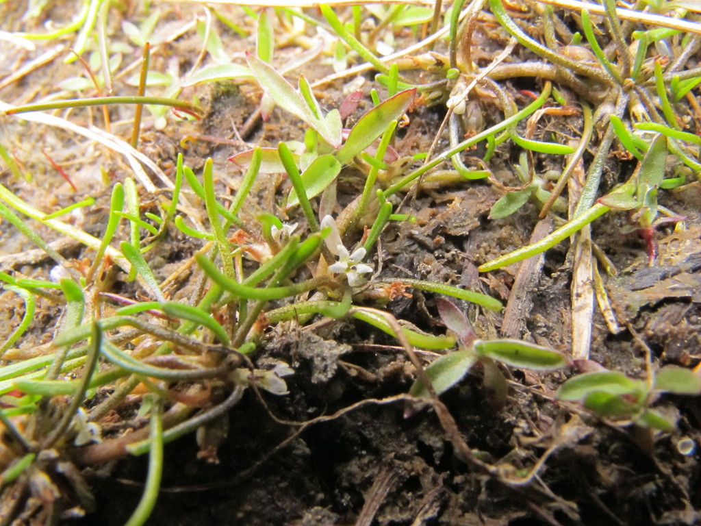 Mudwort in October 2014 by Melissa Hutchison. Next to water race ...