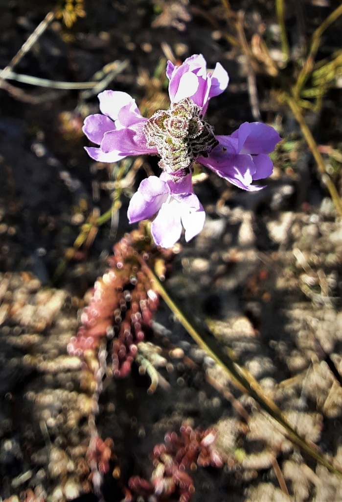 purple eyebright from Newnes State Forest NSW 2790, Australia on ...