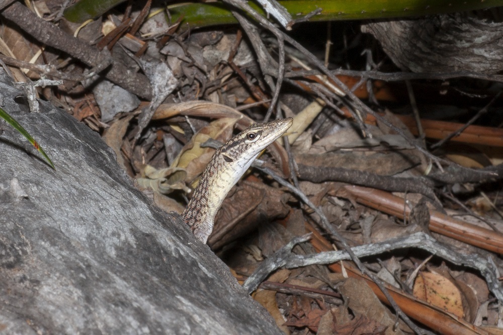 Freckled Monitor from Mount Elliot QLD 4816, Australia on August 3 ...