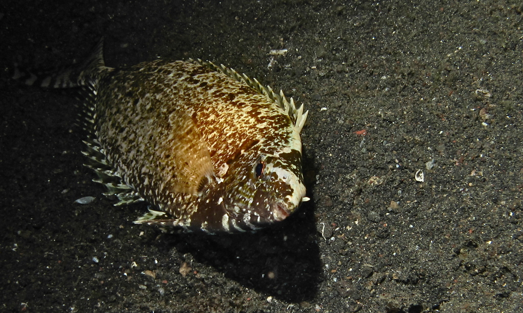 Dusky Rabbitfish from Jahir, Lembeh Strait, Airprang, North Sulawesi ...