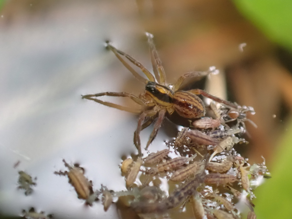 Venatrix furcillata from Horse Point Road, Bungwahl, NSW, AU on June 20 ...