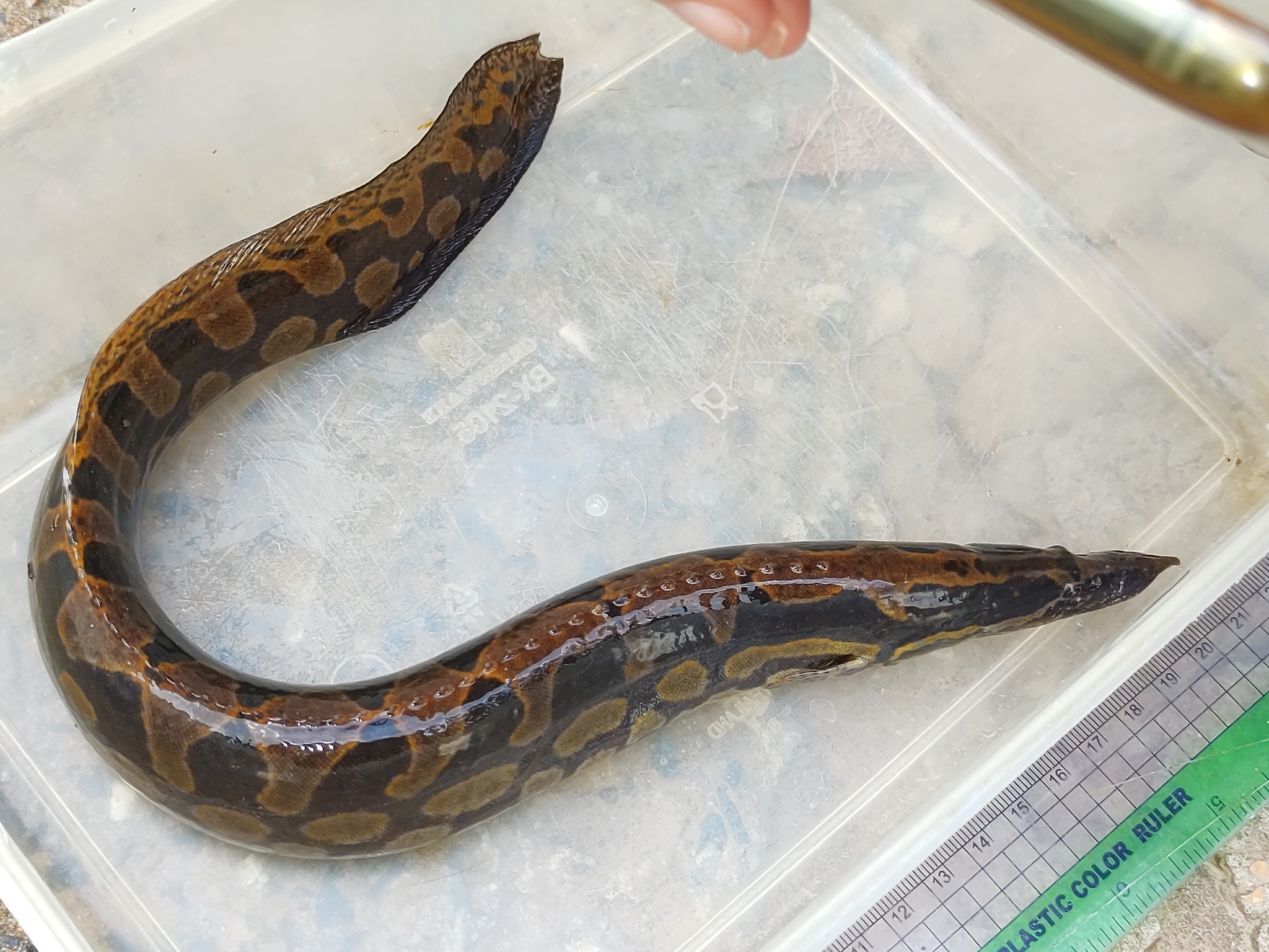 Mastacembelus favus Hora, 1924