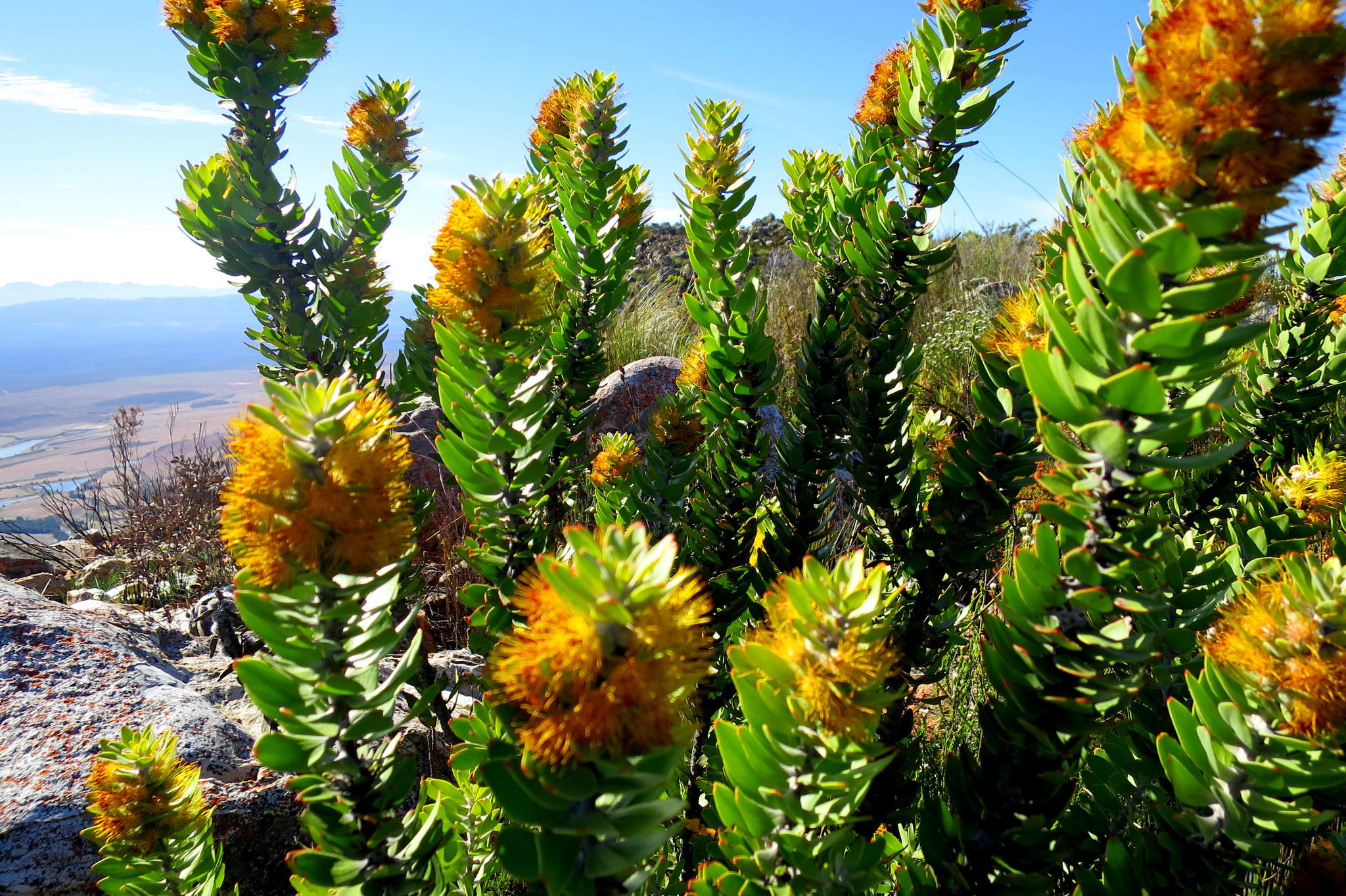 Mimetes chrysanthus Rourke