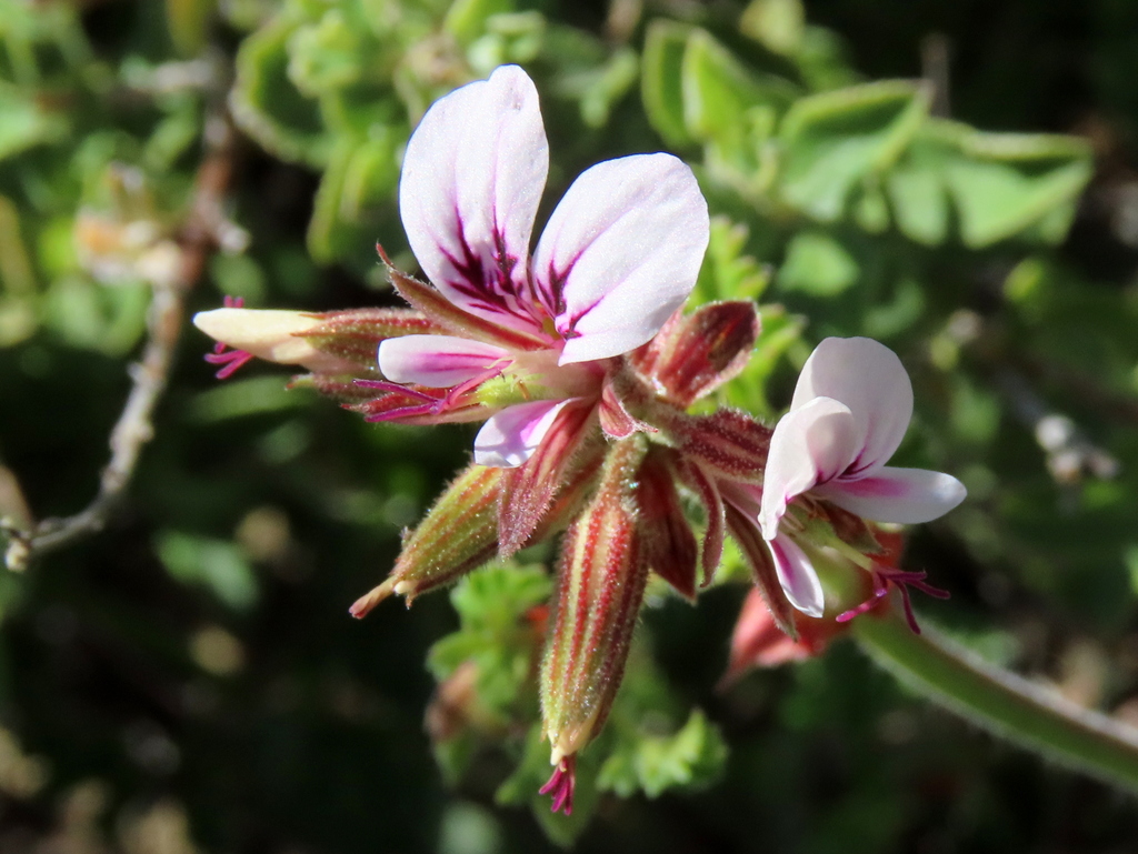 Velvet Storksbill from Lion's Head Western Slope on September 22, 2021 ...