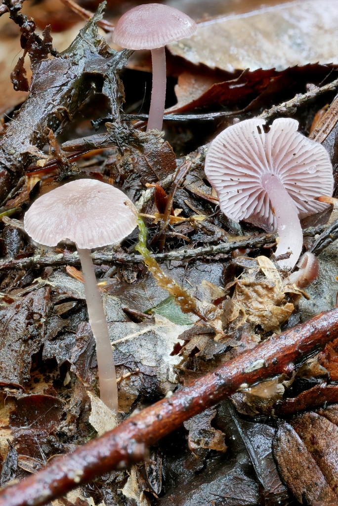 Mycena pearsoniana (Mycena (including Phloeomana) of the US) · iNaturalist