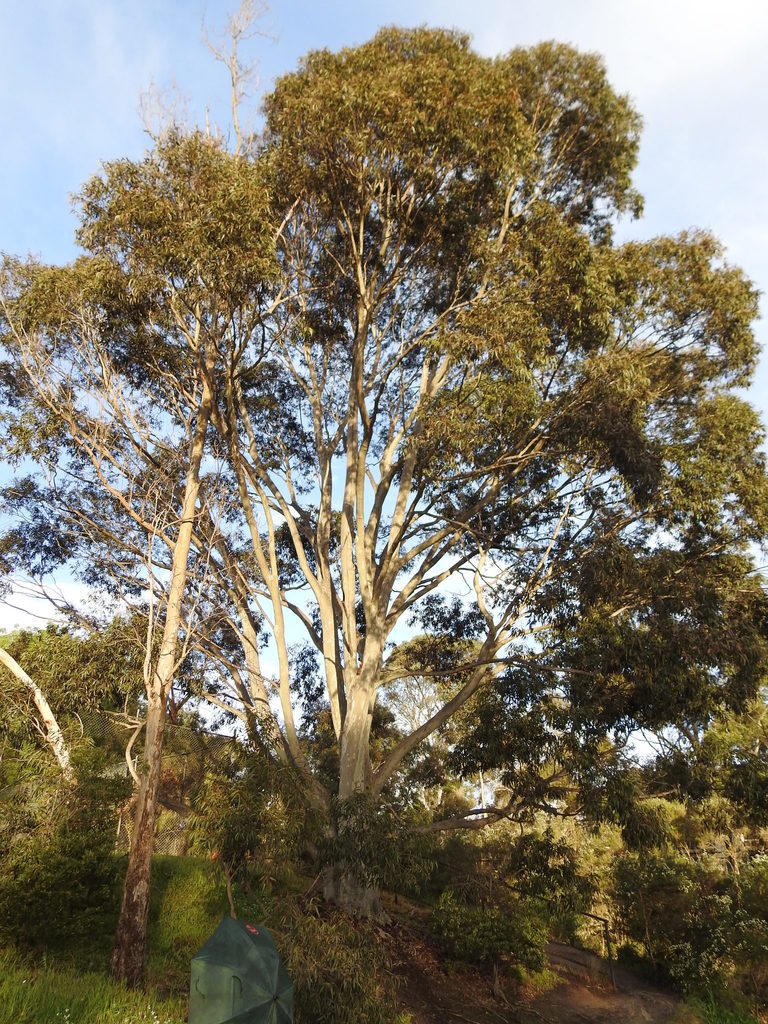 (Corymbia) - Botanical Realm