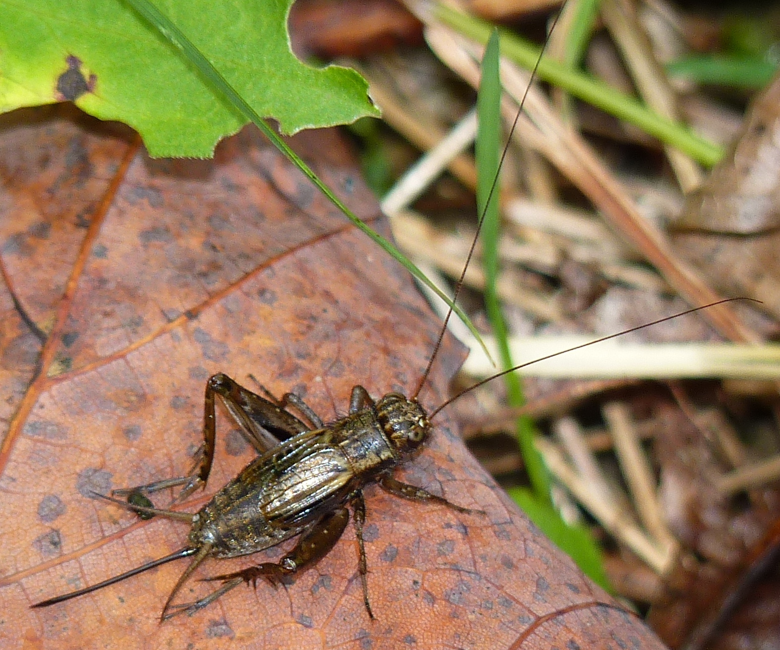 Striped Cricket Ground